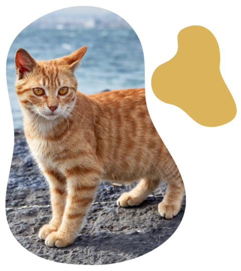 New Patient Form | Veterinary Hospital Of Oak Ridge