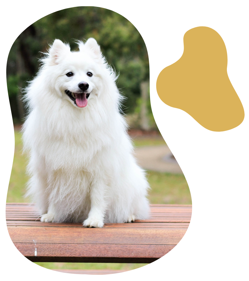 Promotions | Veterinary Hospital Of Oak Ridge